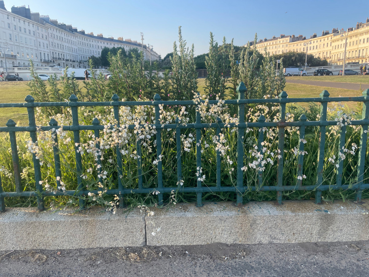 Plants Contained Within Railings — Ashley Sheekey